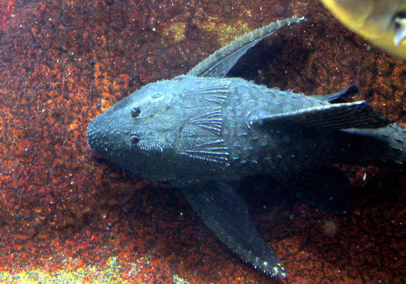 Chicago 4 Day Itinerary: A Long Weekend in Chicago, Illinois, USA ...